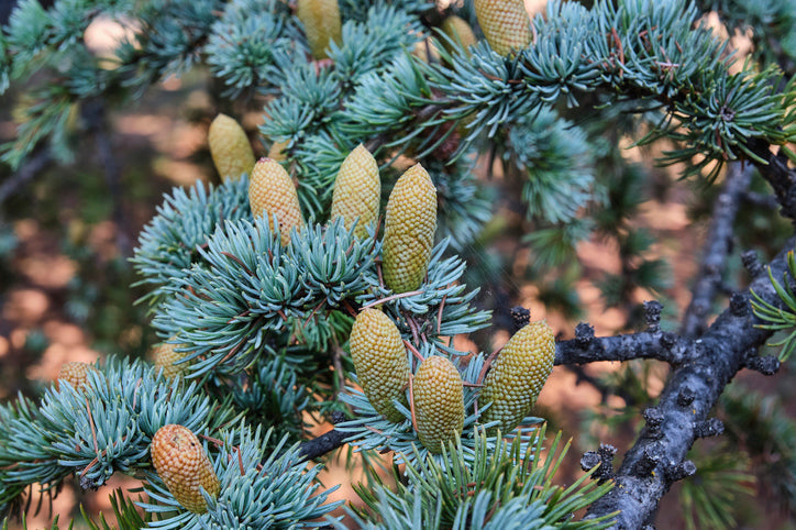 Cedar Oil Benefits Your Skin Needs to Know – Heliotrope SF