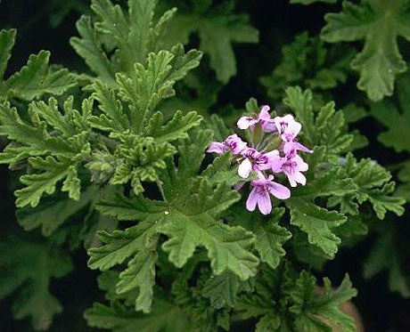 Essential Oil - Rose Geranium – Heliotrope SF