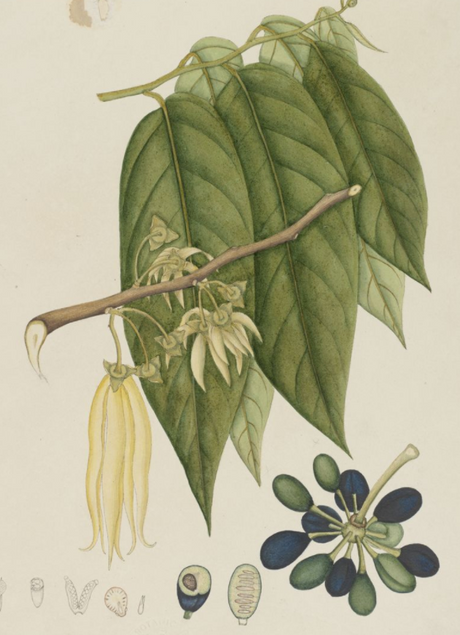 Essential Oil Blend Rejuvenating (Rose Ylang Ylang) – Heliotrope SF